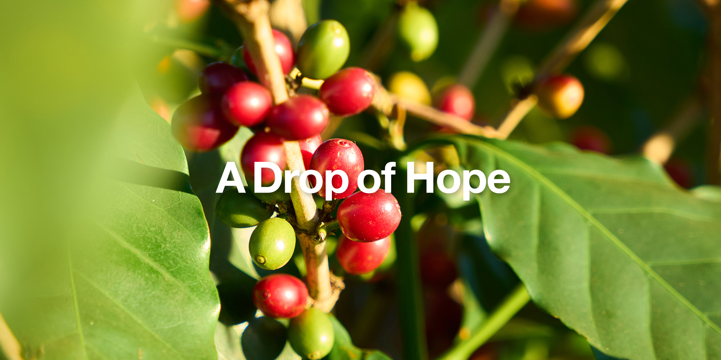 ビエンチャン・ワッタイ国際空港にて「Hydro Flame Roast Coffee」の販売を開始しました | お知らせ | Lao ...